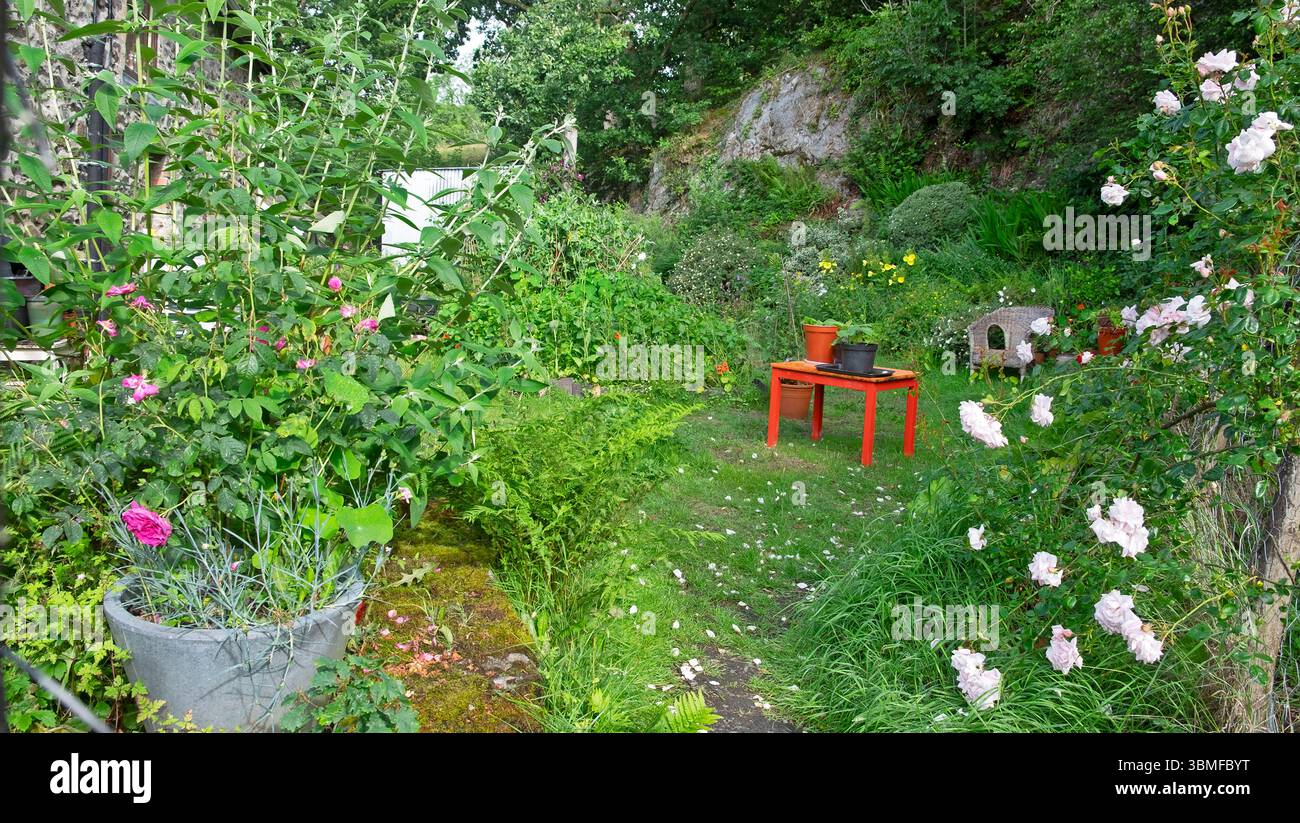 Overgrown garden uk hi-res stock photography and images - Alamy