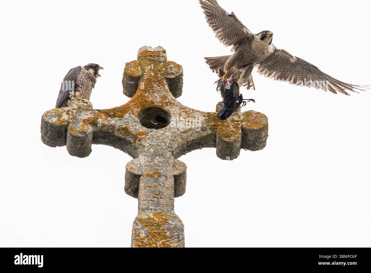 Peregrine falcon on nest Cut Out Stock Images & Pictures - Alamy
