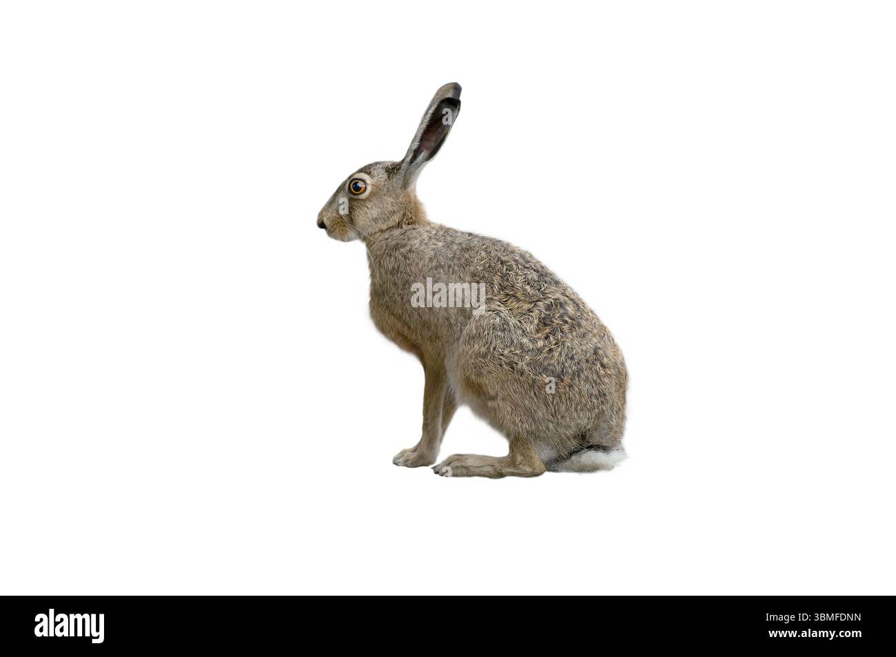 European hare Cut Out Stock Images & Pictures - Alamy