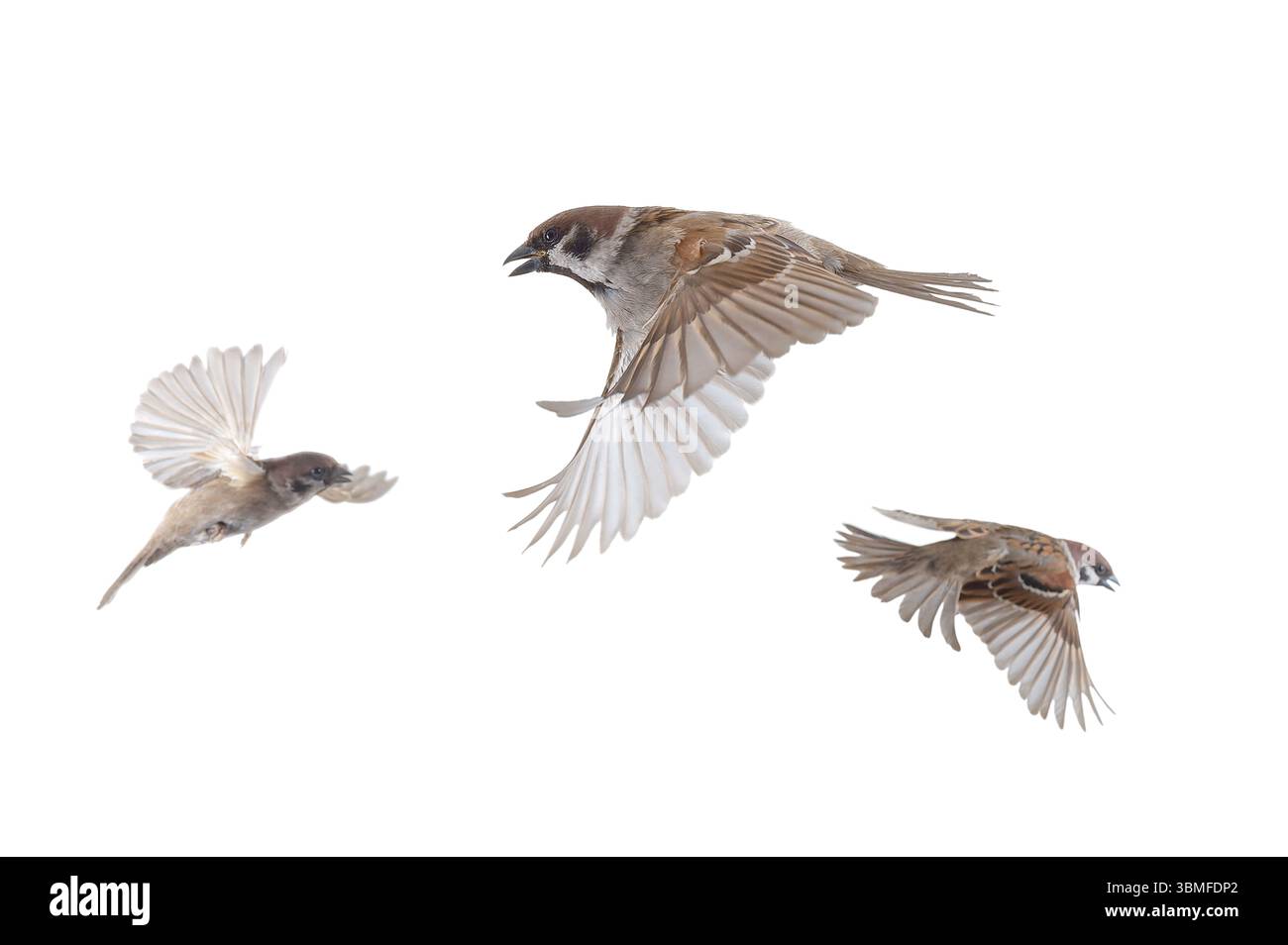 Female house sparrow sparrows Cut Out Stock Images & Pictures - Alamy