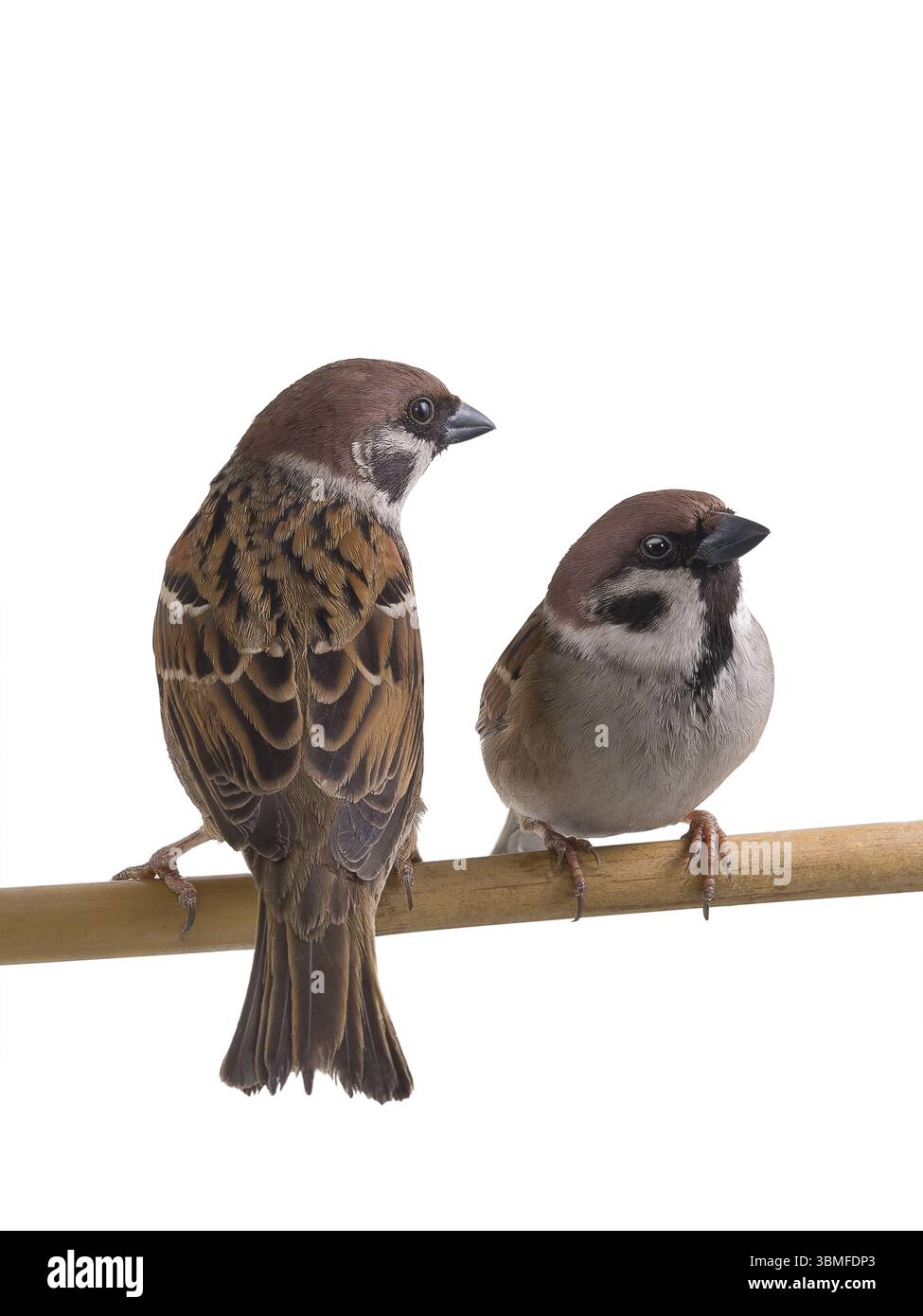 two sitting sparrows isolated on white background Stock Photo - Alamy