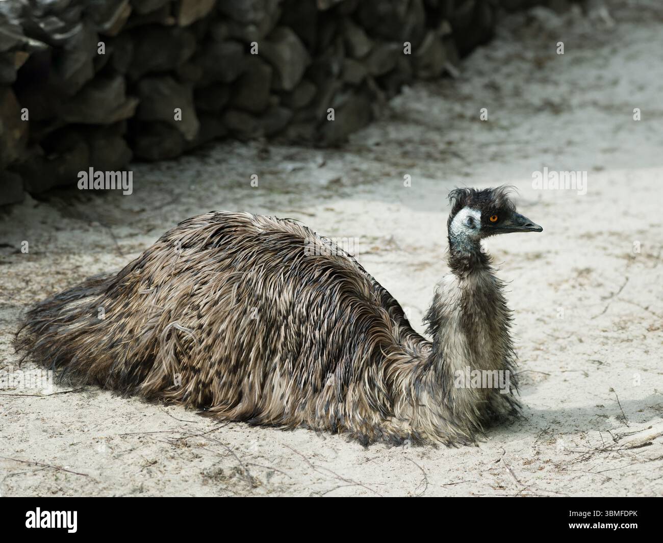 emu sitting on the ground Stock Photo - Alamy