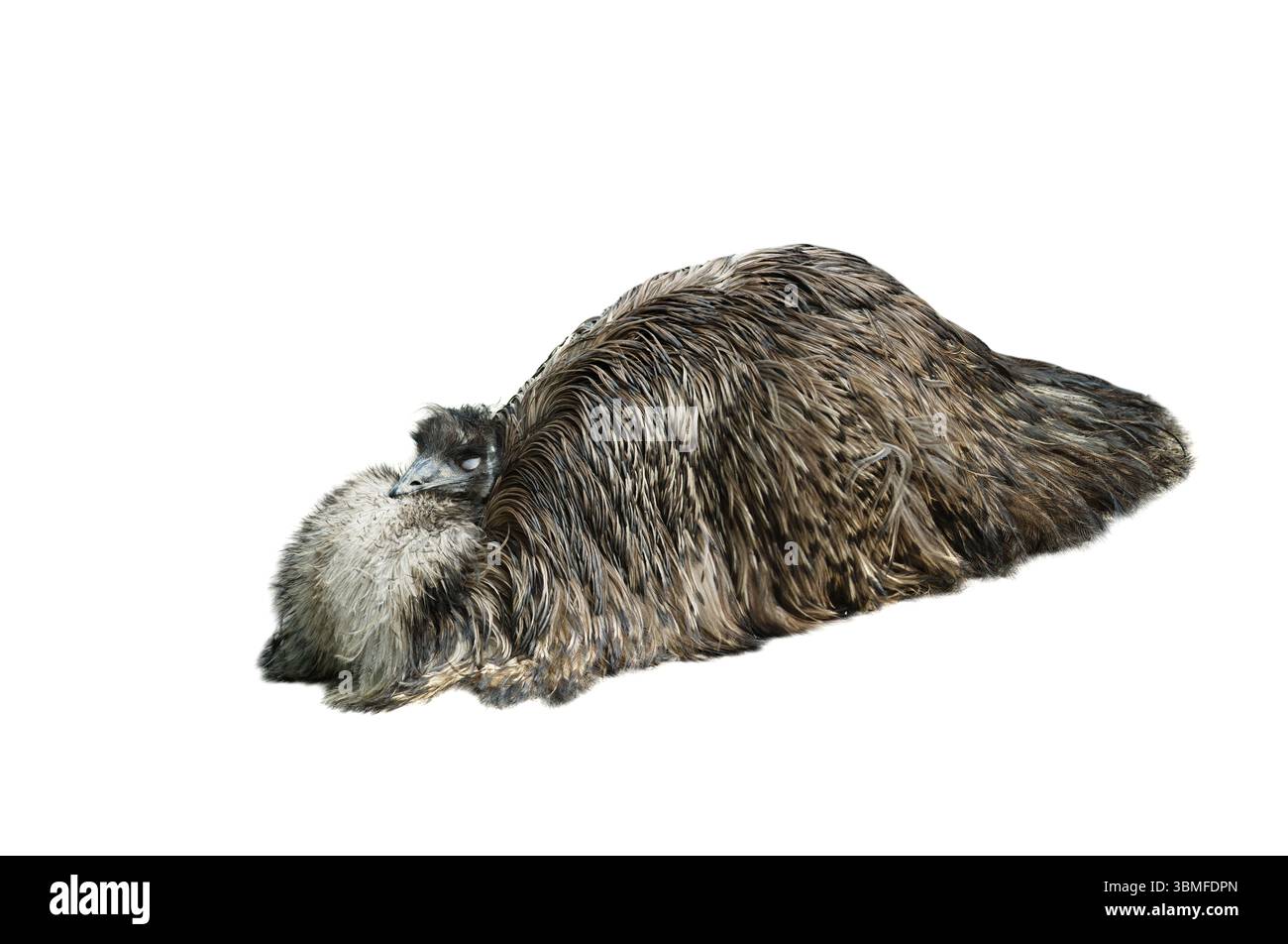 sleeping emu isolated on white background Stock Photo - Alamy