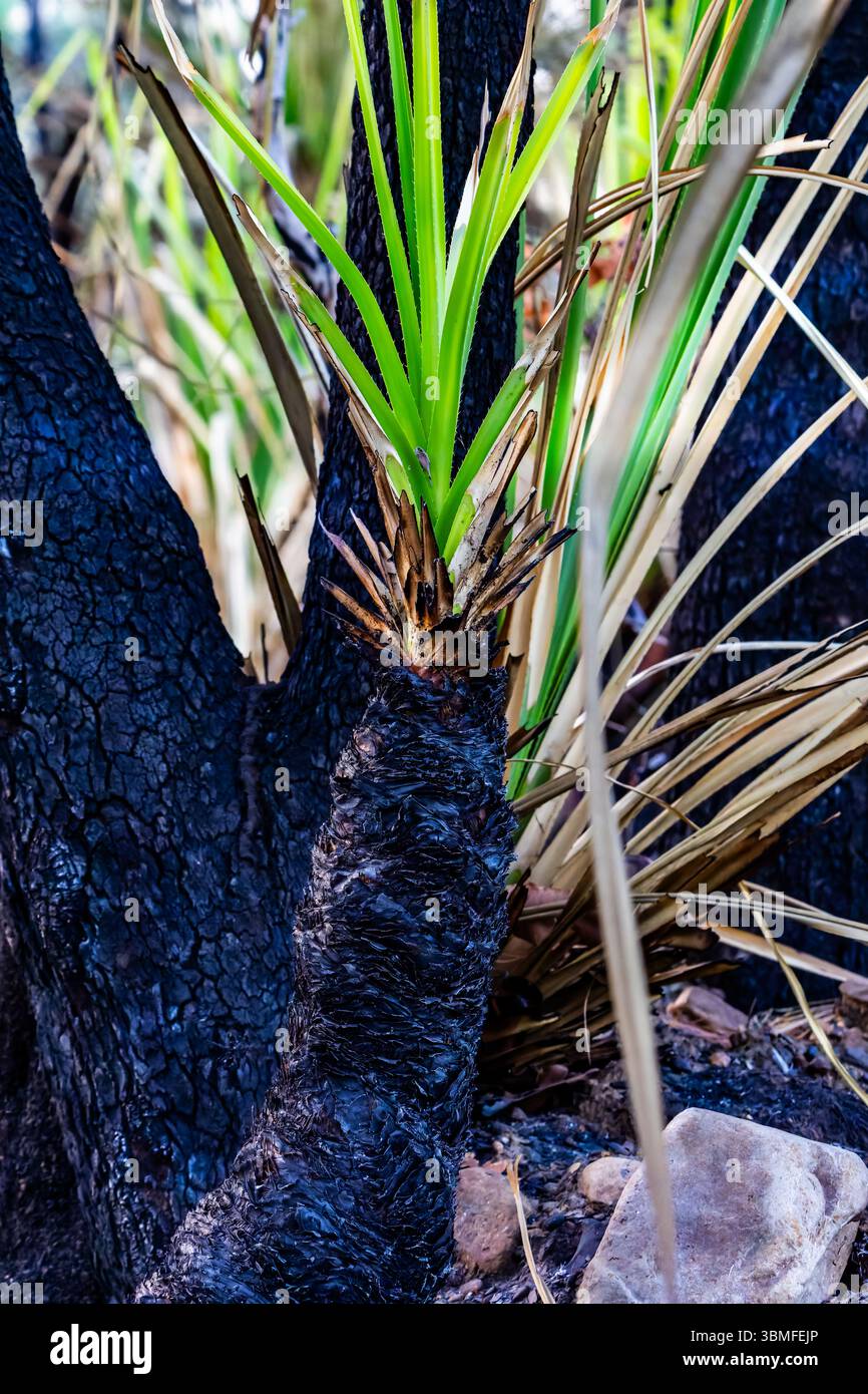 Blackened trunks and bright green new growth of spiral pandanus tree ...