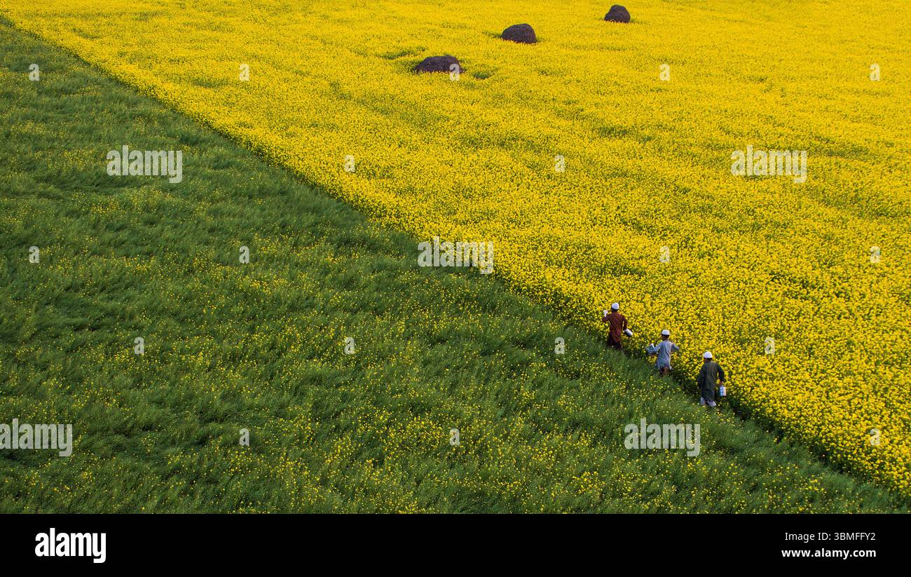 Golden mustard and canola fields in full bloom with people crossing ...