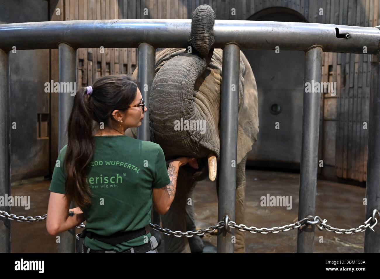 Wuppertal, Germany. 26th June, 2025. A keeper gives the African ...