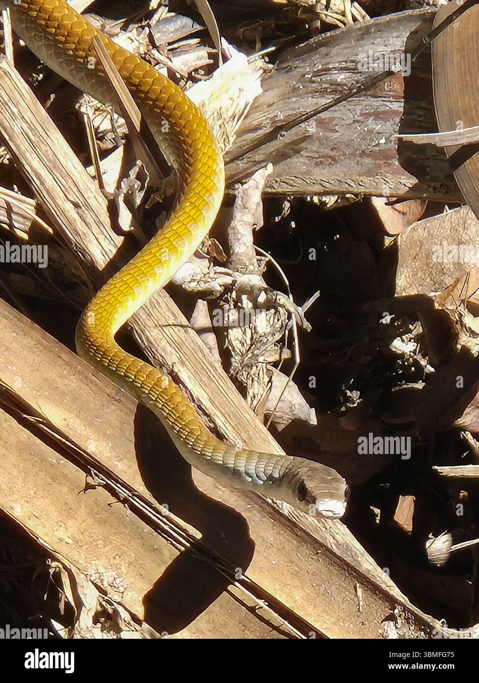 Long slim tree snake or Dendrelaphis punctulatus with bright yellow ...