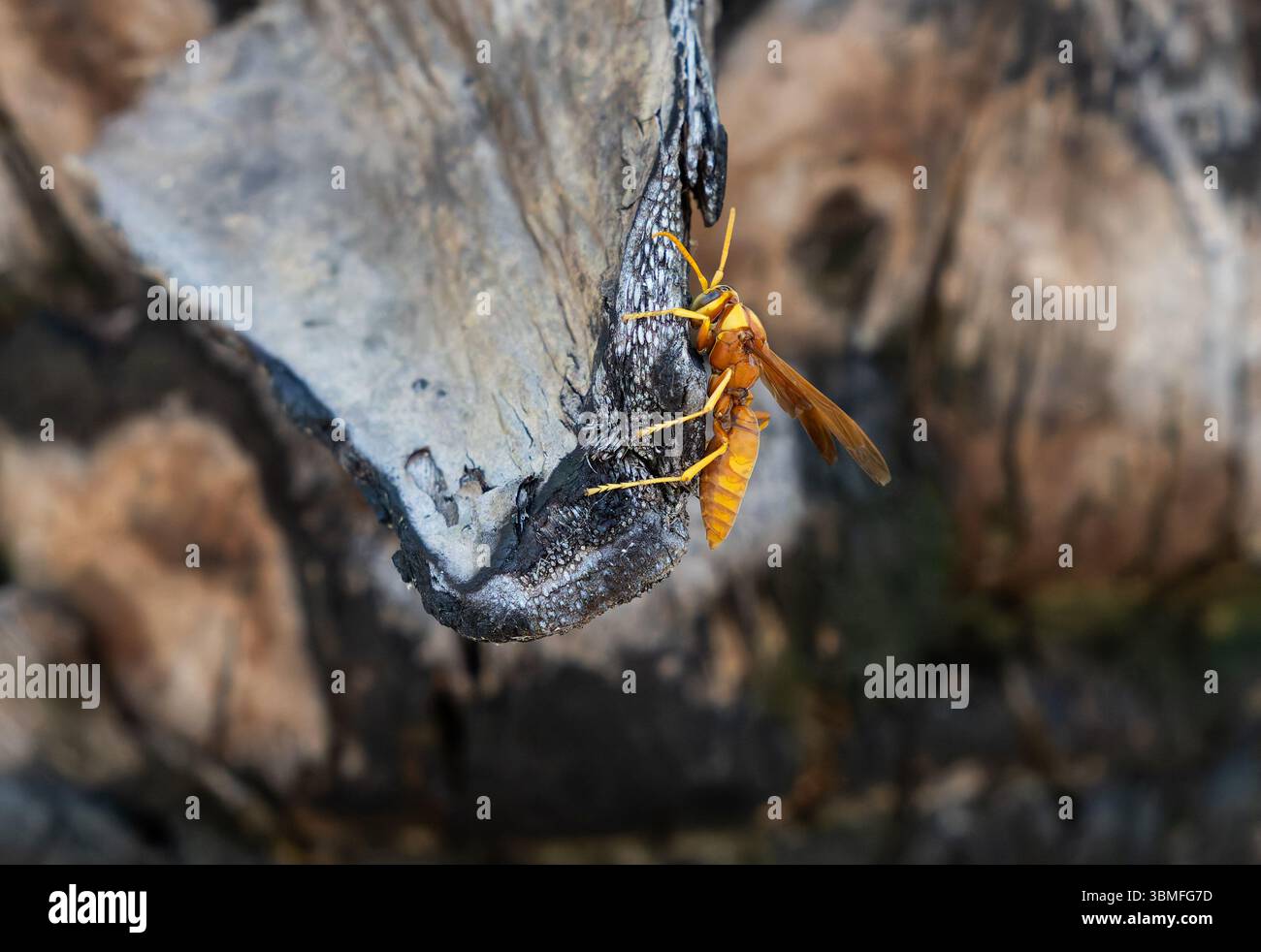 Paper wasp or Polistes balder on tree stump side view of head, body and ...