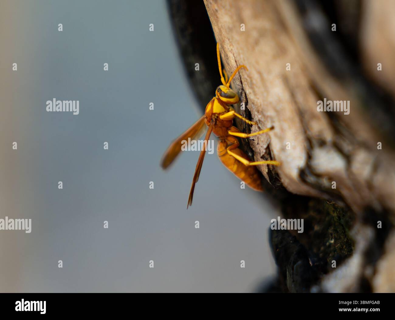 Paper wasp or Polistes balder on tree stump side view of head and eye ...
