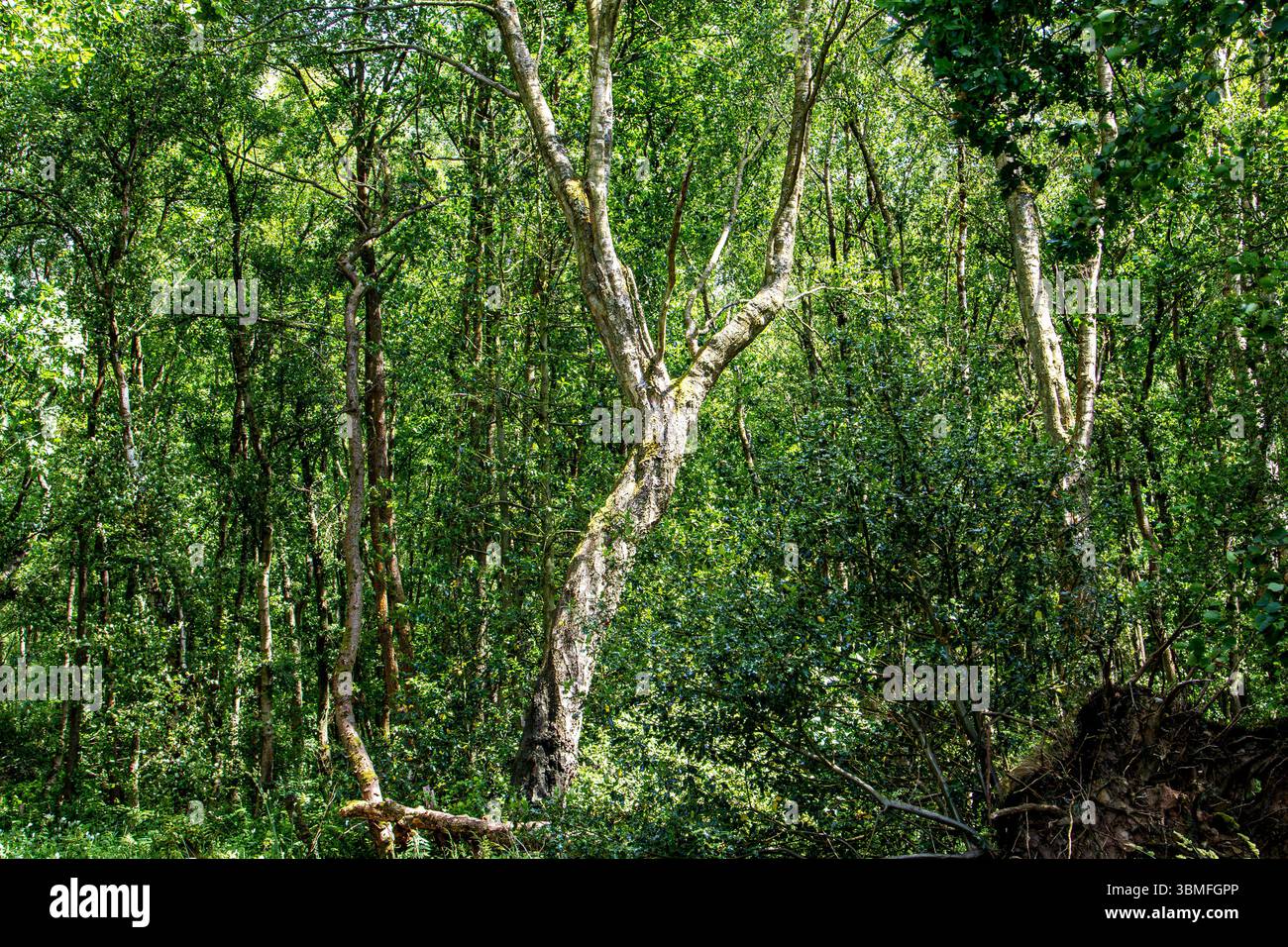 Clatto Woods in Dundee, Scotland, with its aged and oddly shaped trees ...
