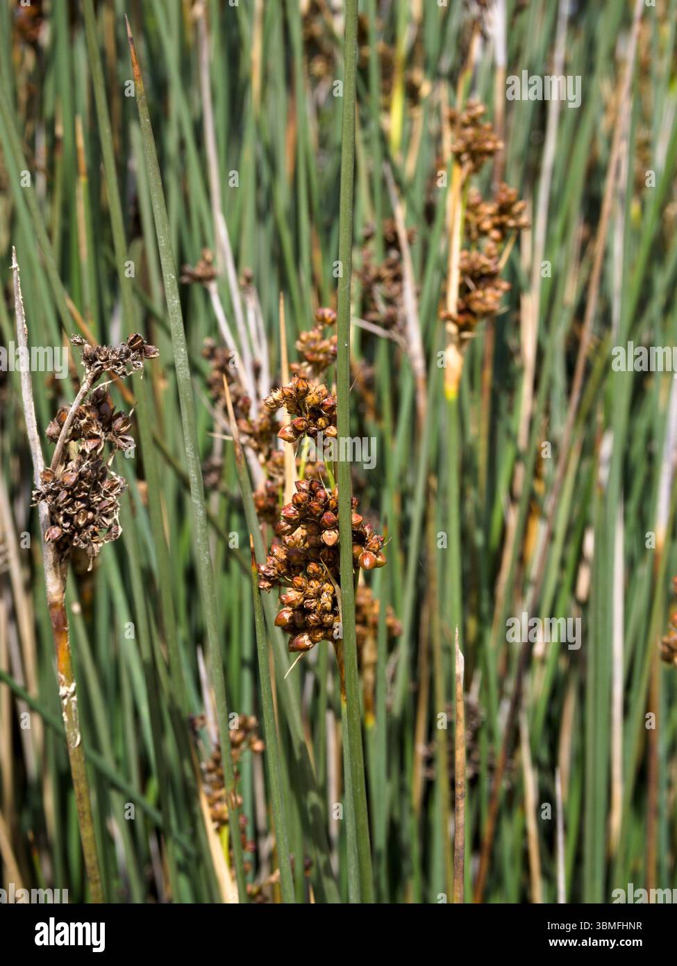 Native spiny sedge grass hi-res stock photography and images - Alamy