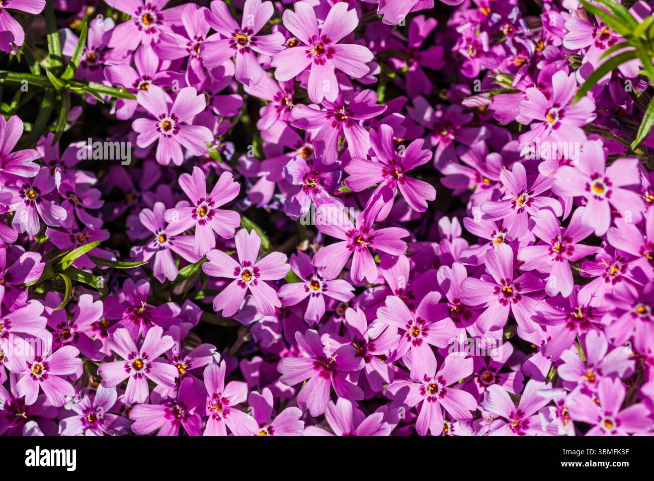 Spring and summer nature scene with blooming phlox paniculata, commonly ...