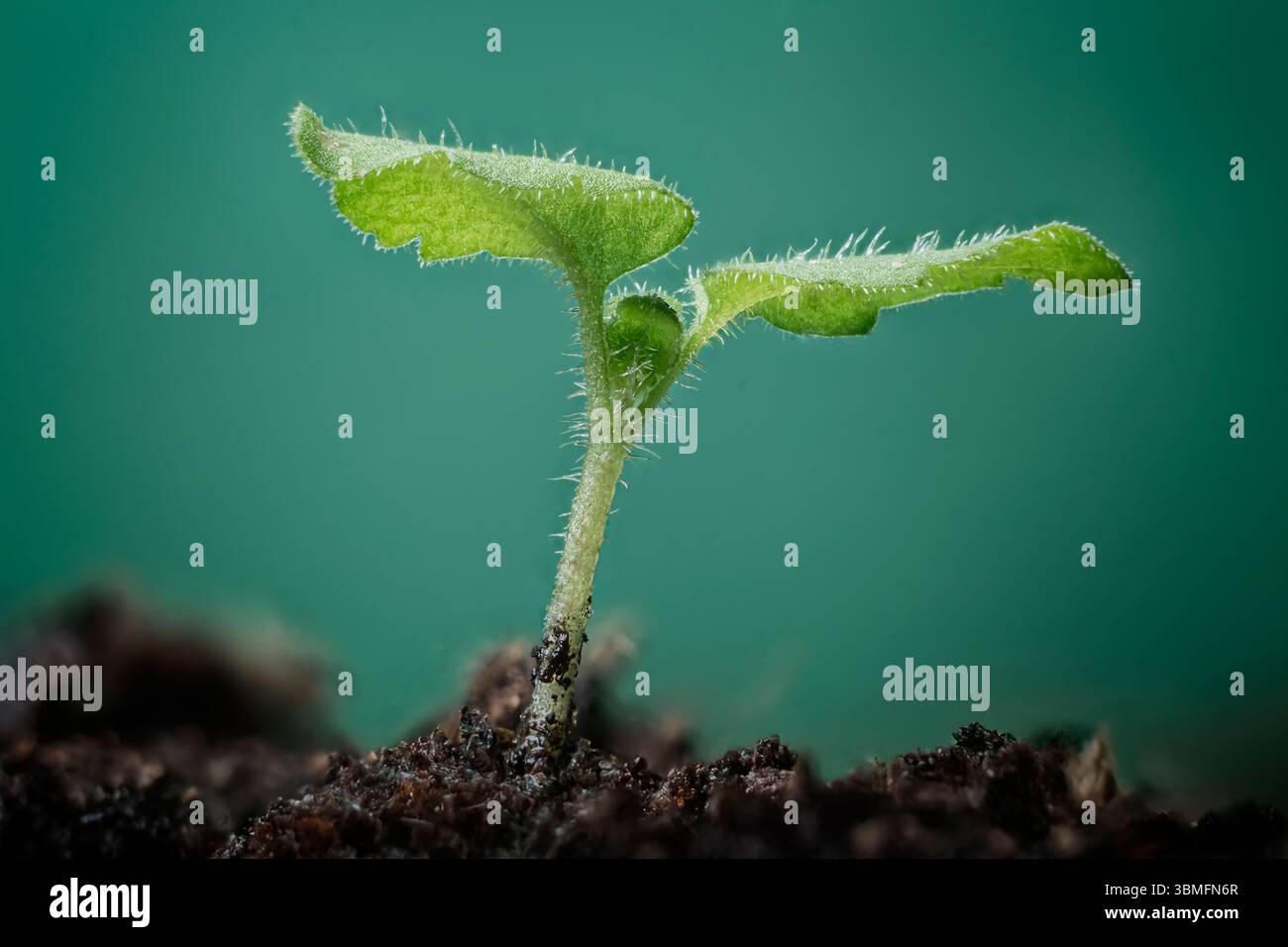 Cotyledon seed germination hi-res stock photography and images - Alamy
