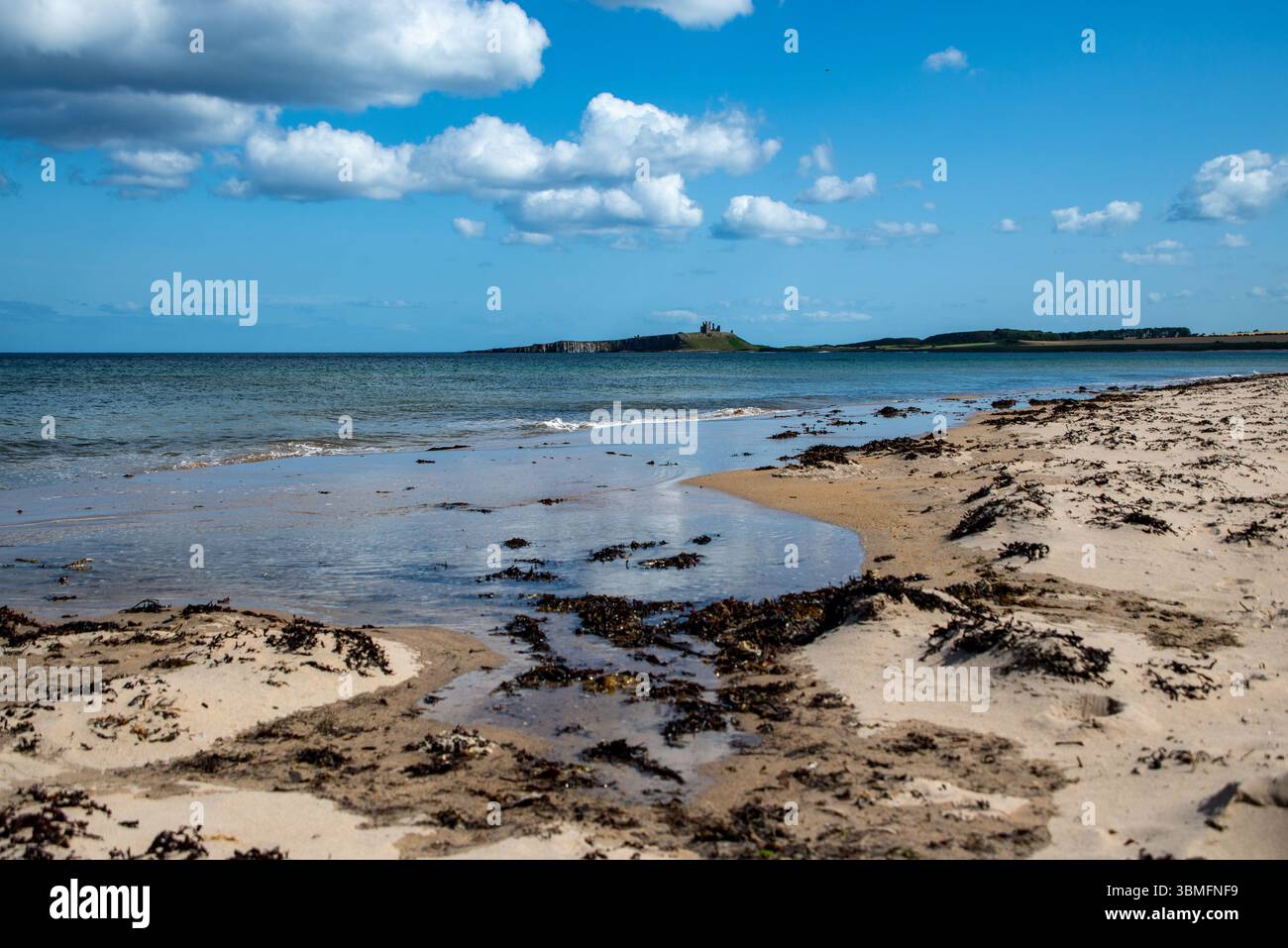 Northumberland beech scenes Stock Photo - Alamy
