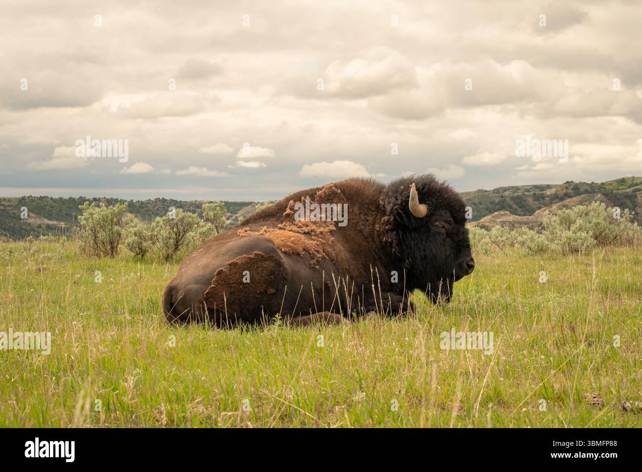 Sitting resting buffalo on grass hi-res stock photography and images ...