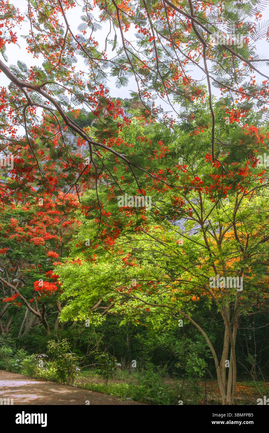 Trees in mountain zone humid hi-res stock photography and images - Alamy