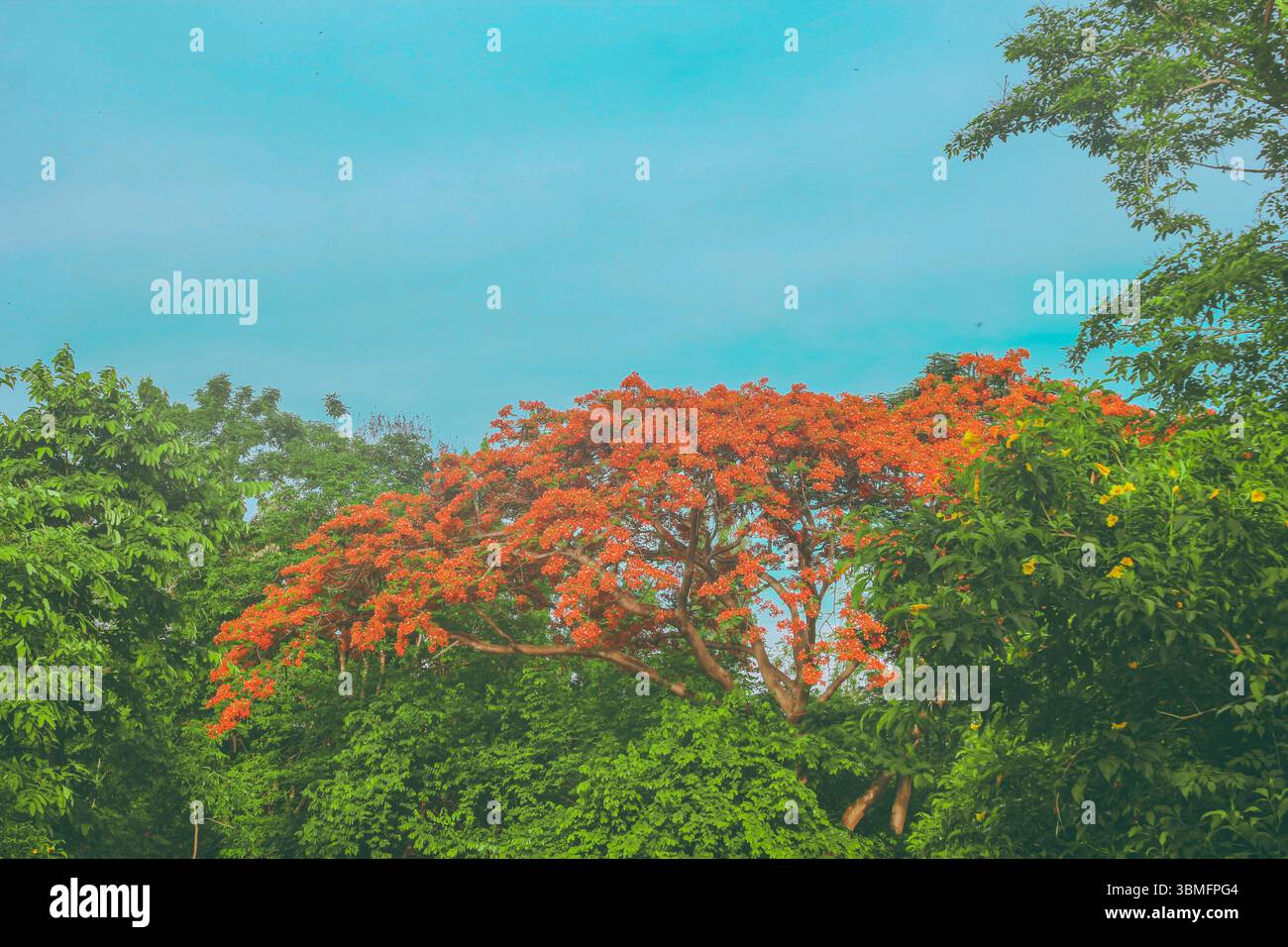 Large blooming flame tree with red and yellow flowers, green foliage ...