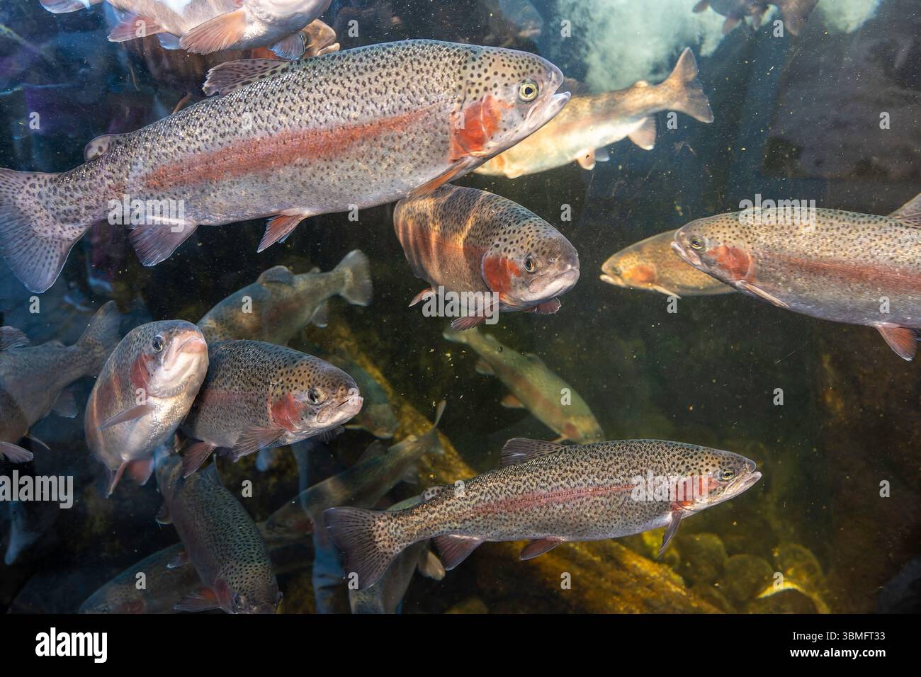 A school of rainbow trout in an aquatic water tank Stock Photo - Alamy