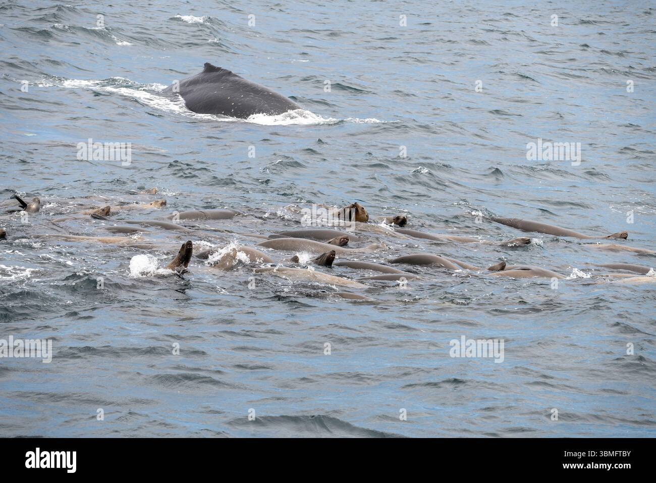 Humpback whales are partially submerged in the ocean, with their dark ...