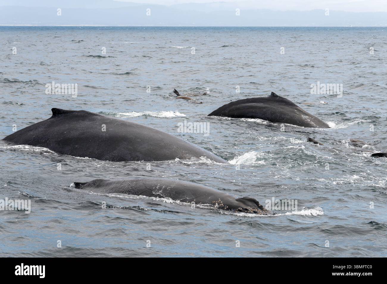 Humpback whales are partially submerged in the ocean, with their dark ...