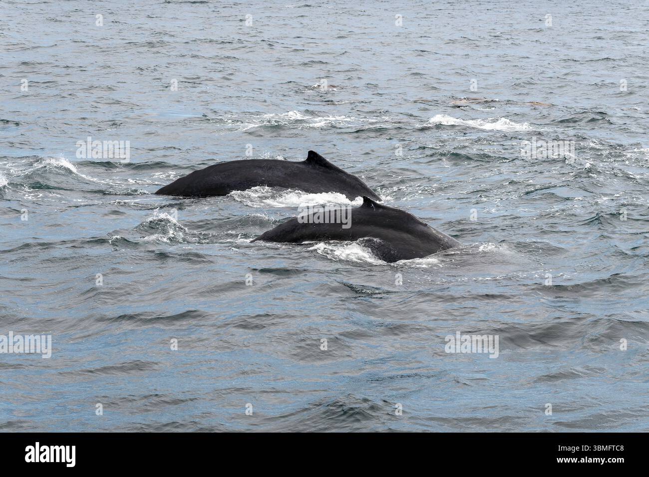 Humpback whales are partially submerged in the ocean, with their dark ...