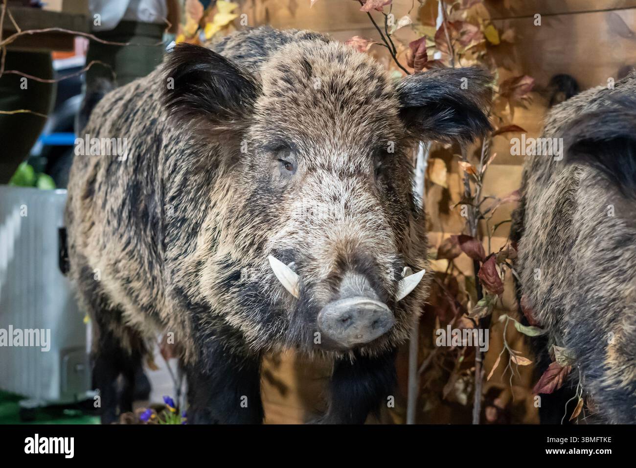 Wild boar head close up hi-res stock photography and images - Alamy
