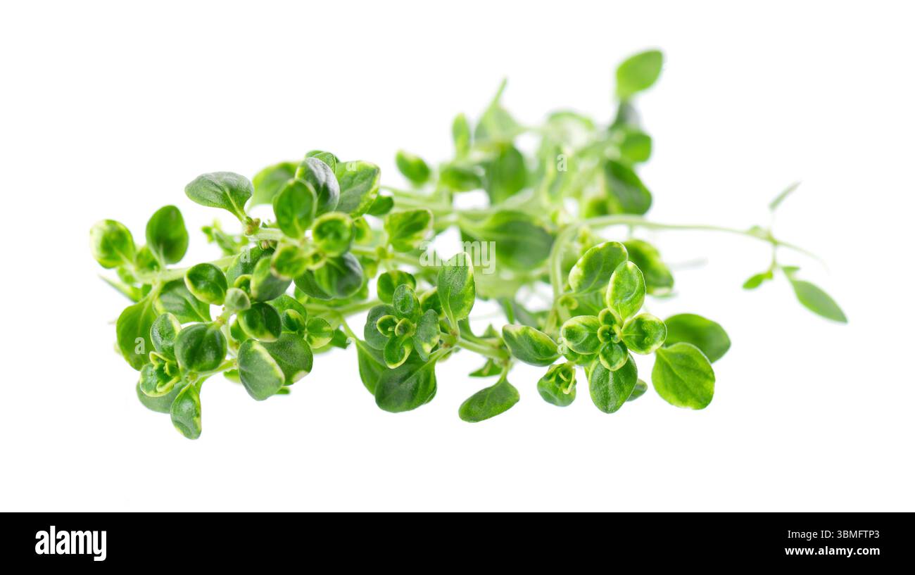 Fresh thyme sprig isolated on white background. Lemon thyme or Thymus ...