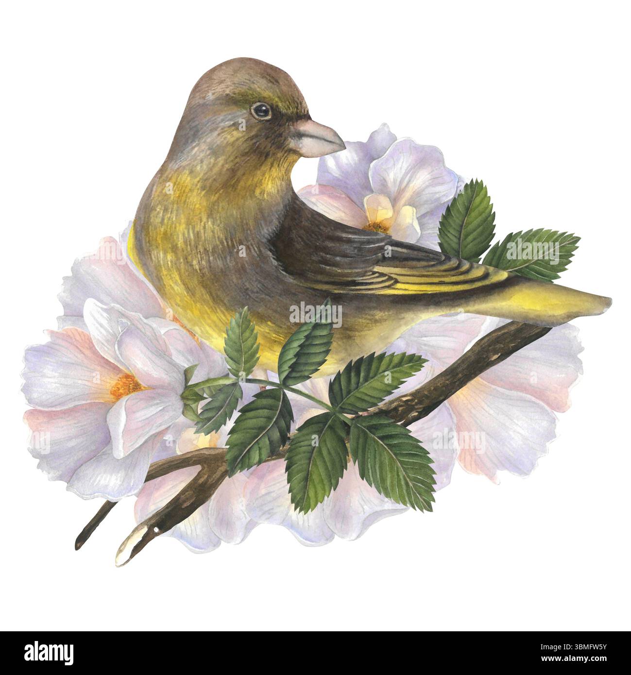 Greenfinch bird on a branch of rose hips with white flowers and leaves ...