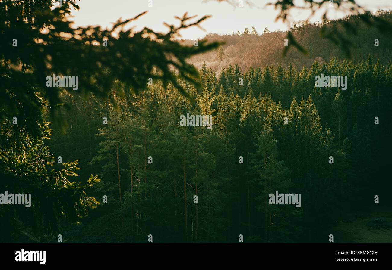 Outlook over pine forest, Vedema, Sweden Stock Photo - Alamy