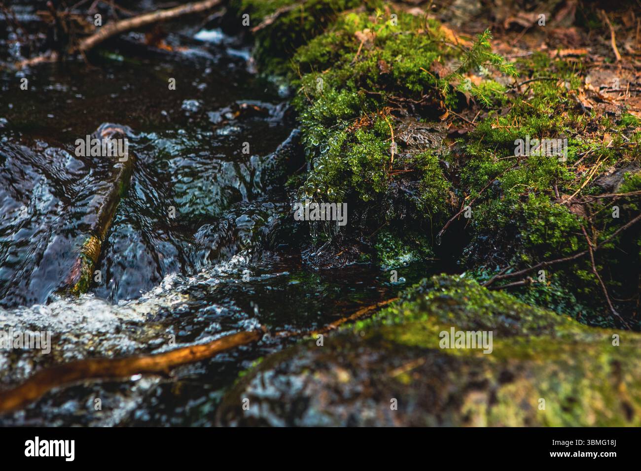 Spring brook in Swedish forest landscape Stock Photo - Alamy