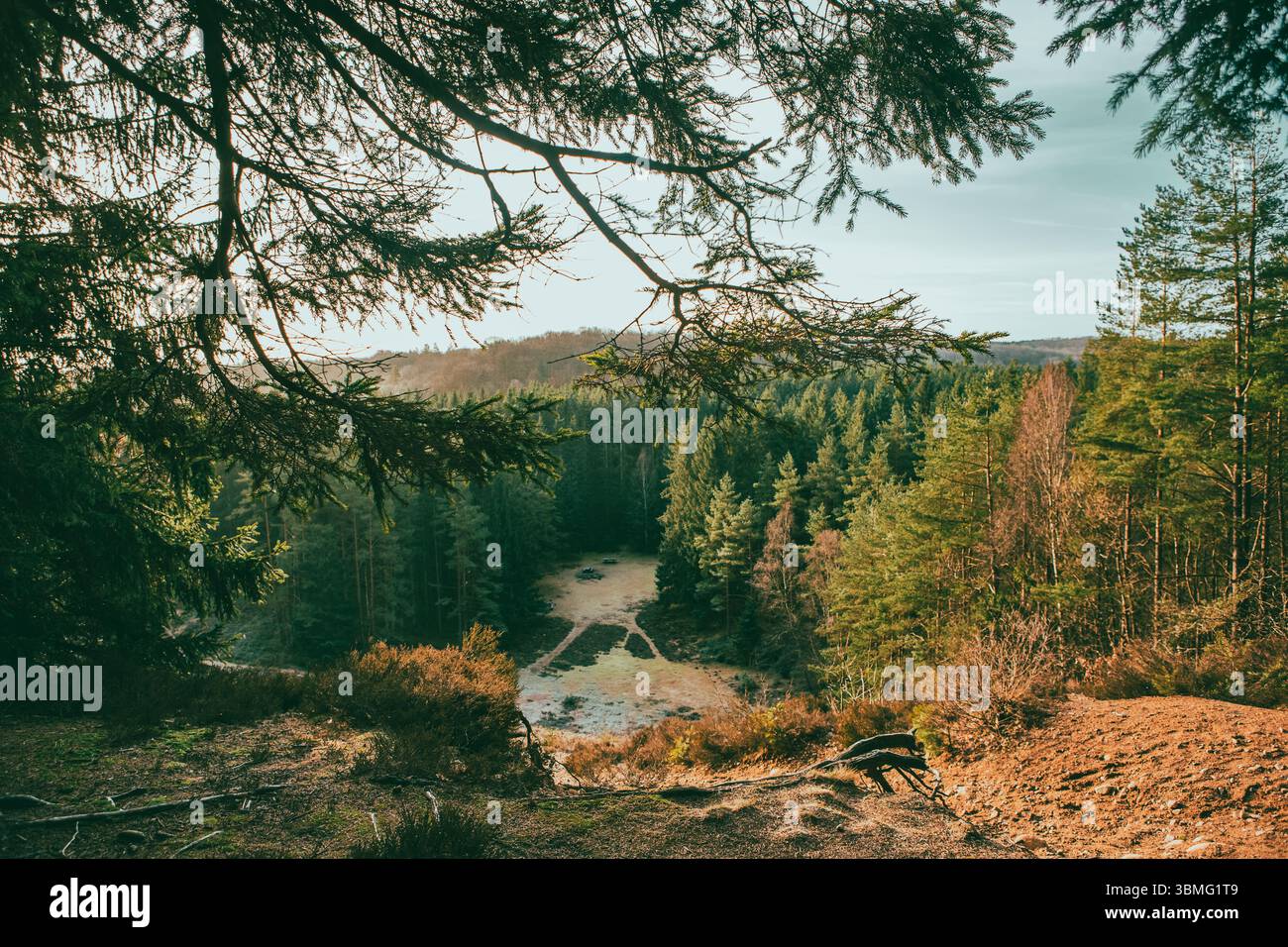 Outlook over pine forest, Vedema, Sweden Stock Photo - Alamy