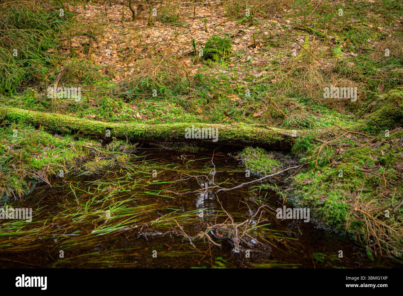 Spring brook in Swedish forest landscape Stock Photo - Alamy