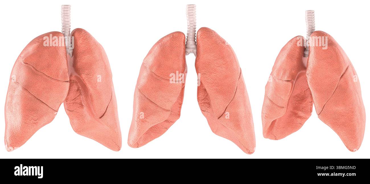 Human lungs, realistic 3d model with trachea. Side and front, views. 3D ...