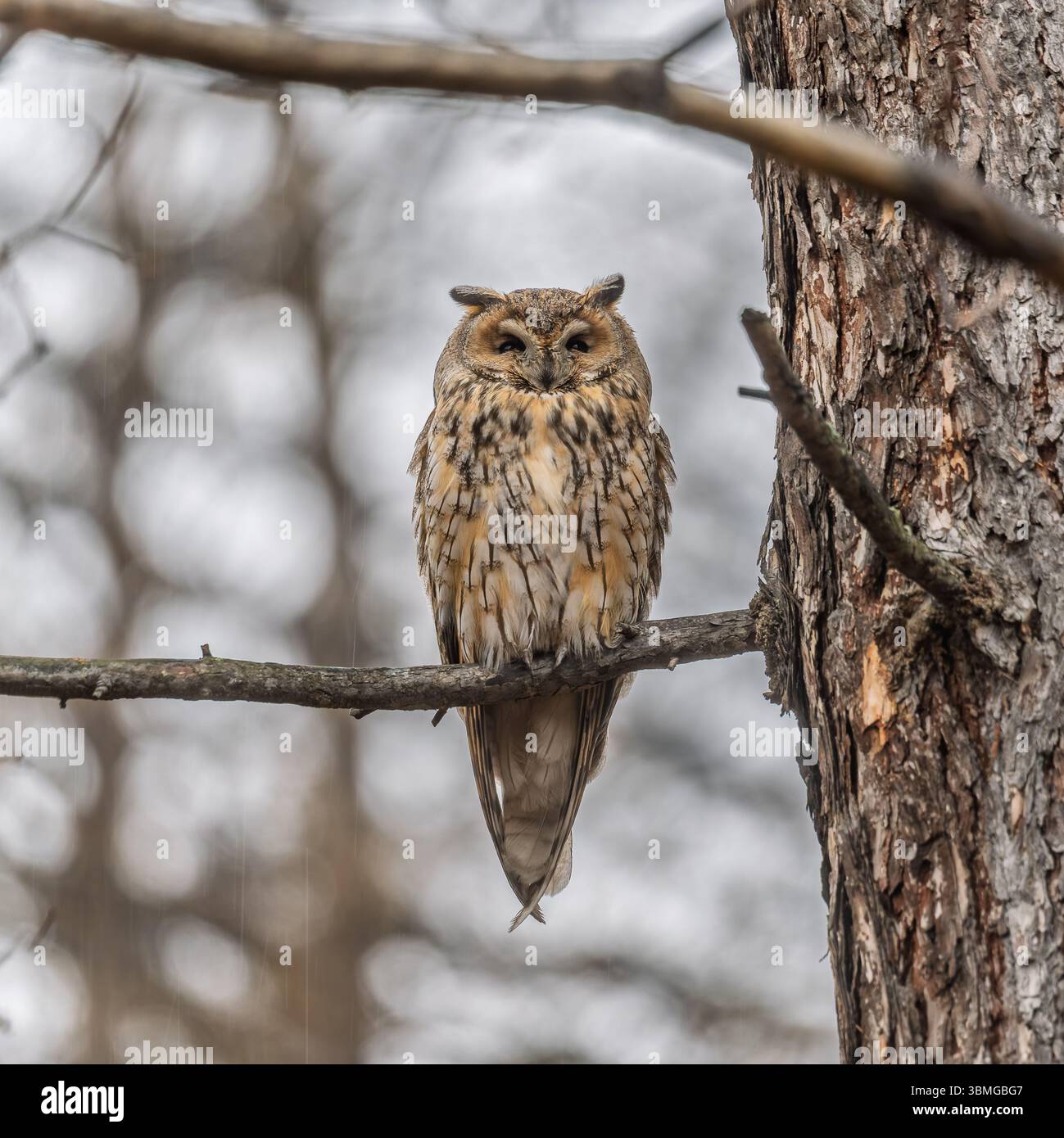 Long-eared owl looking forward with wide opened eyes. Long-eared owl ...