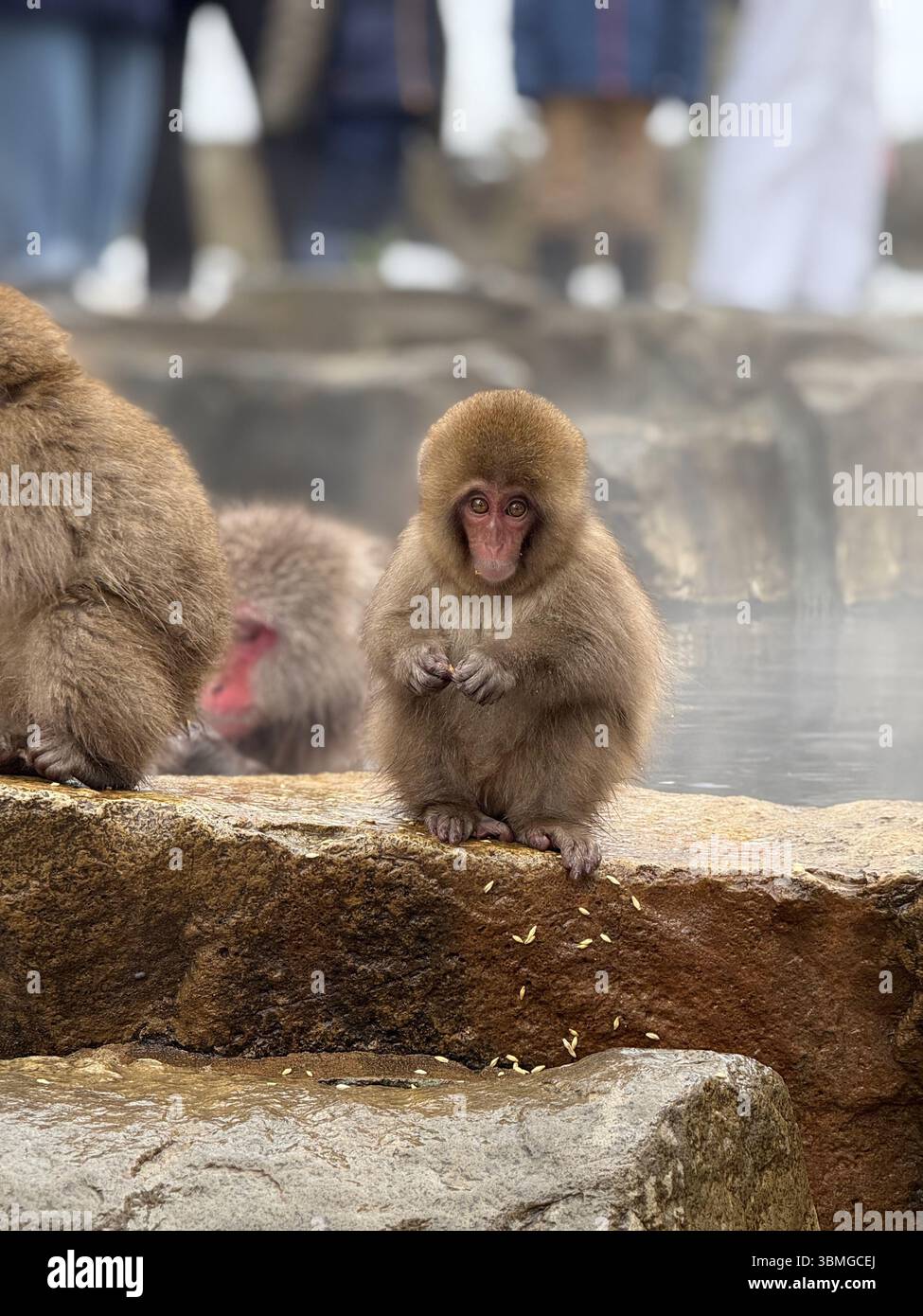 baby snow monkeys in Jigokudani Monkey Park Japan Stock Photo - Alamy