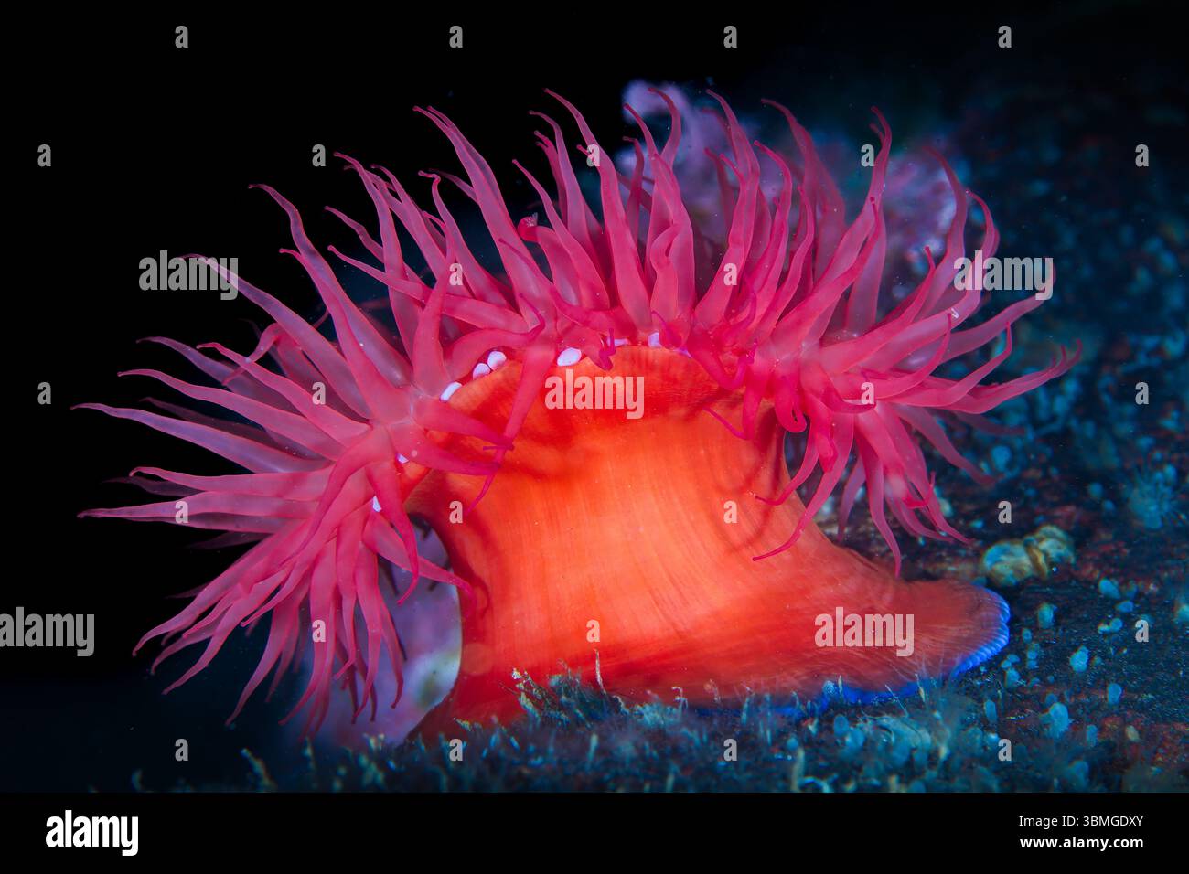 Beadlet anemones actinia equina hi-res stock photography and images - Alamy