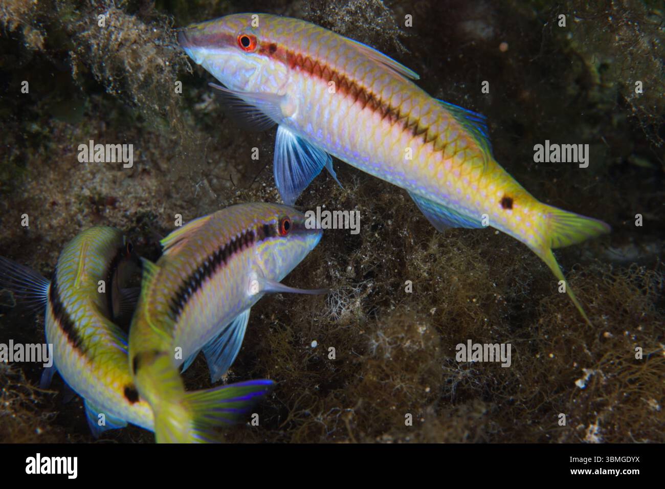 Juvenile goat fish hi-res stock photography and images - Alamy