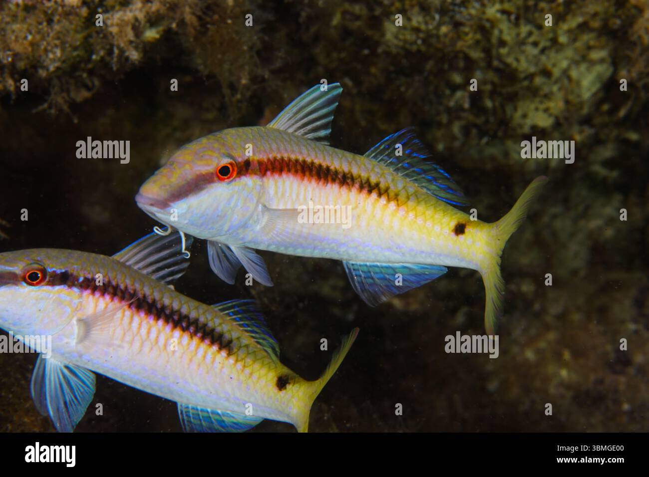 Invasive goat fish hi-res stock photography and images - Alamy