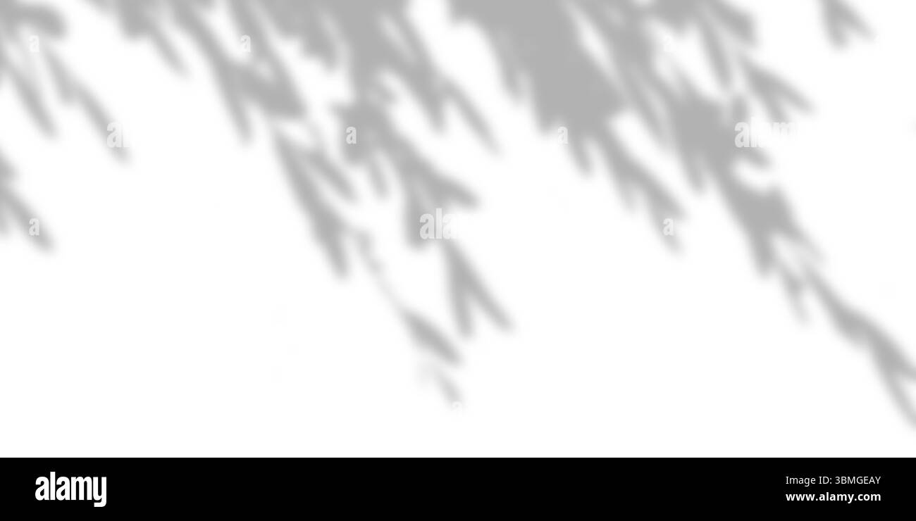 Soft shadow of tropical natural leaves. tree leaves isolated on white ...