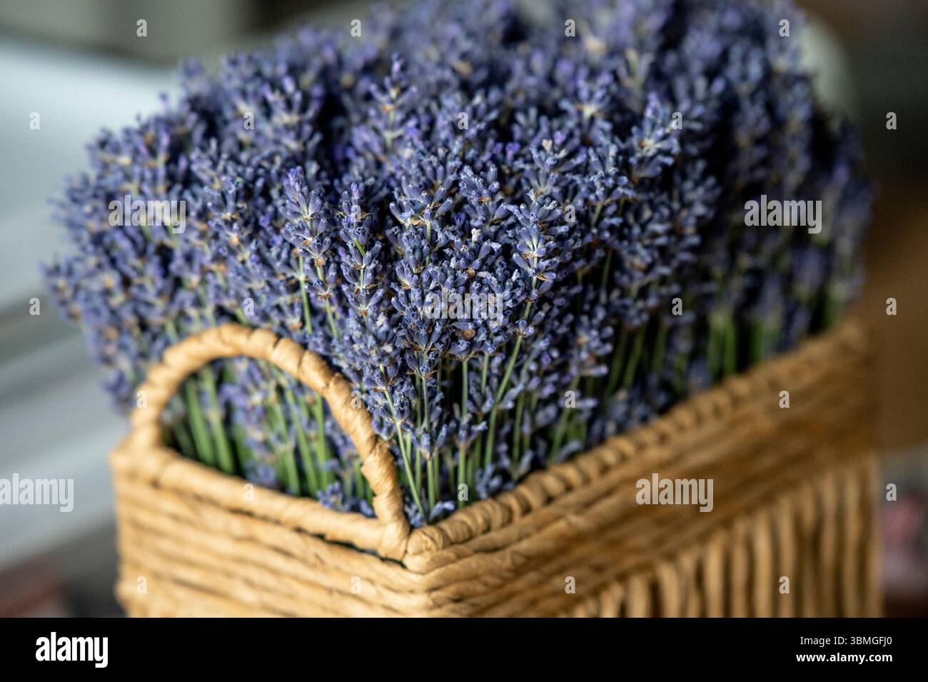 Fresh lavender flowers in a rectangular wicker basket isolated on white ...