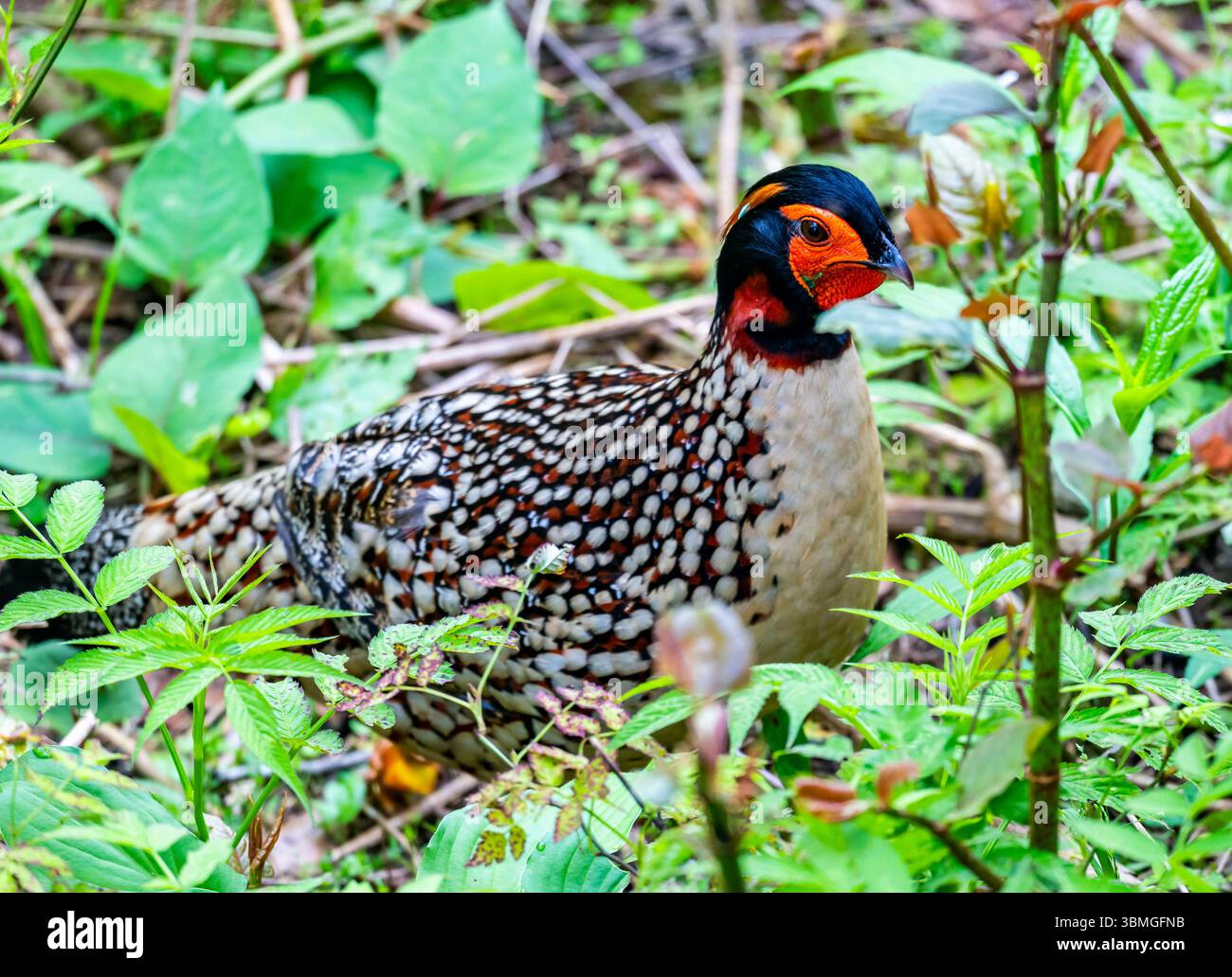 A male Cabot's Tragopan (Tragopan caboti) foraging in forest. Fujian ...