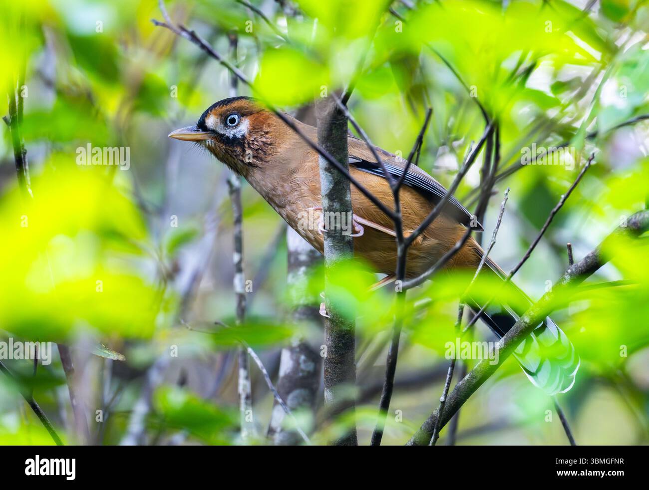 Moustached laughingthrush hi-res stock photography and images - Alamy
