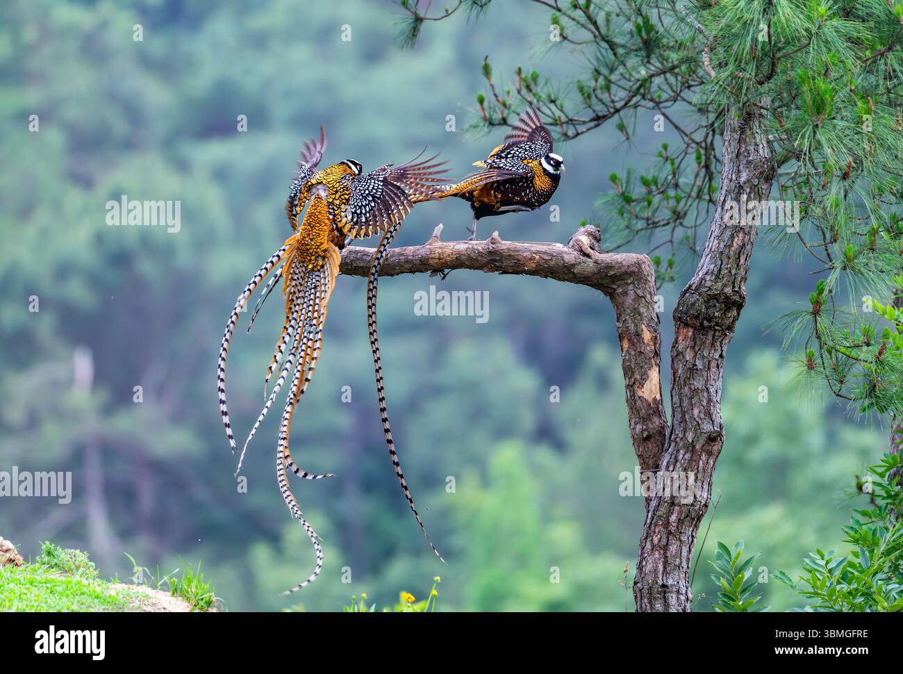 Two male Reeves's Pheasants (Syrmaticus reevesii) fighting in forest ...