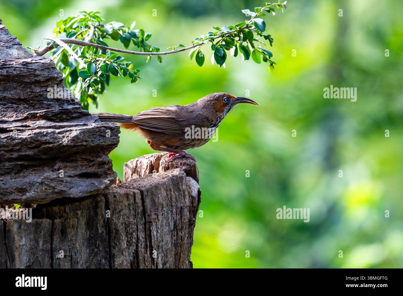 Black streaked scimitar babbler hi-res stock photography and images - Alamy