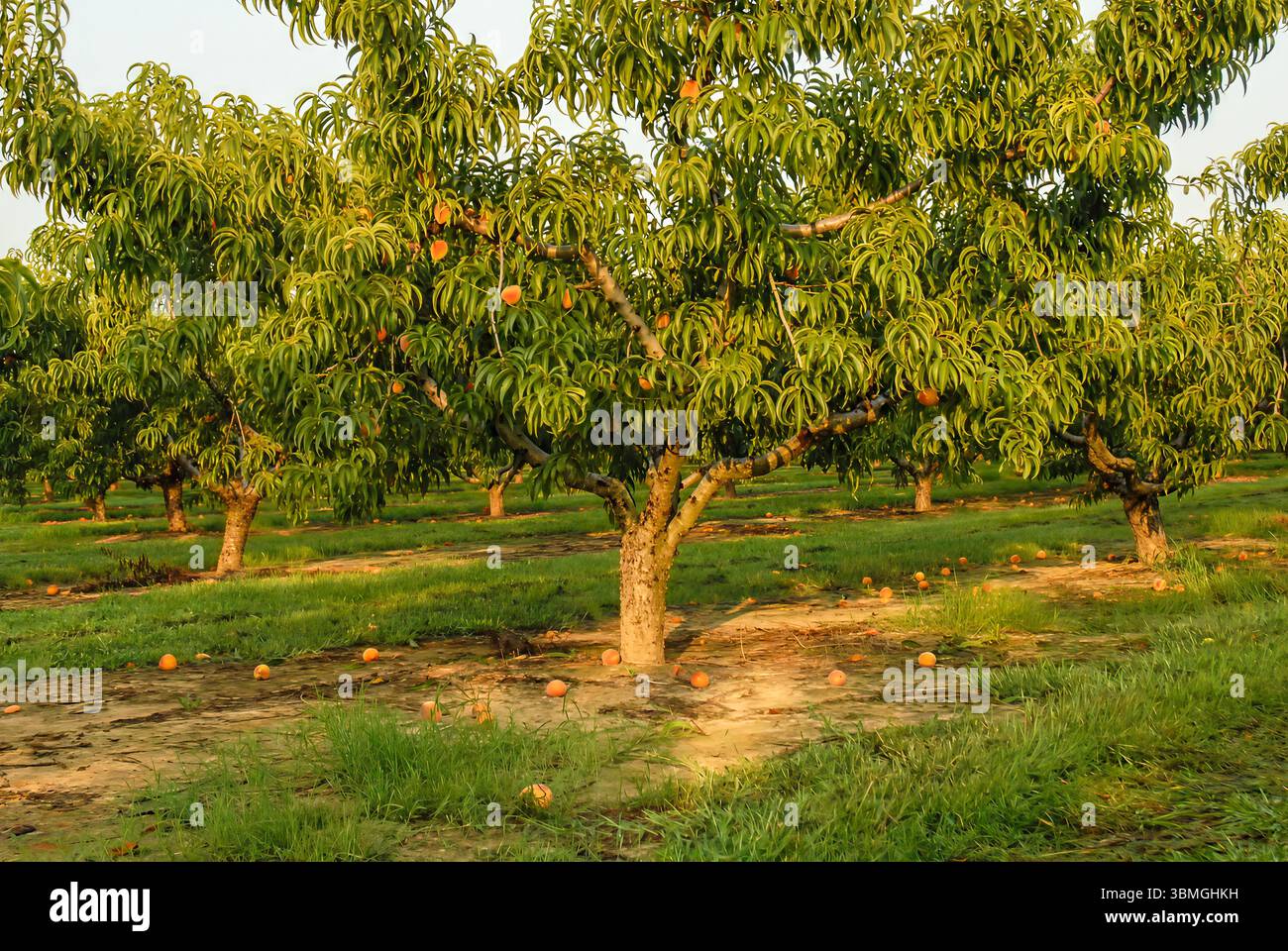 Ft valley georgia hi-res stock photography and images - Alamy
