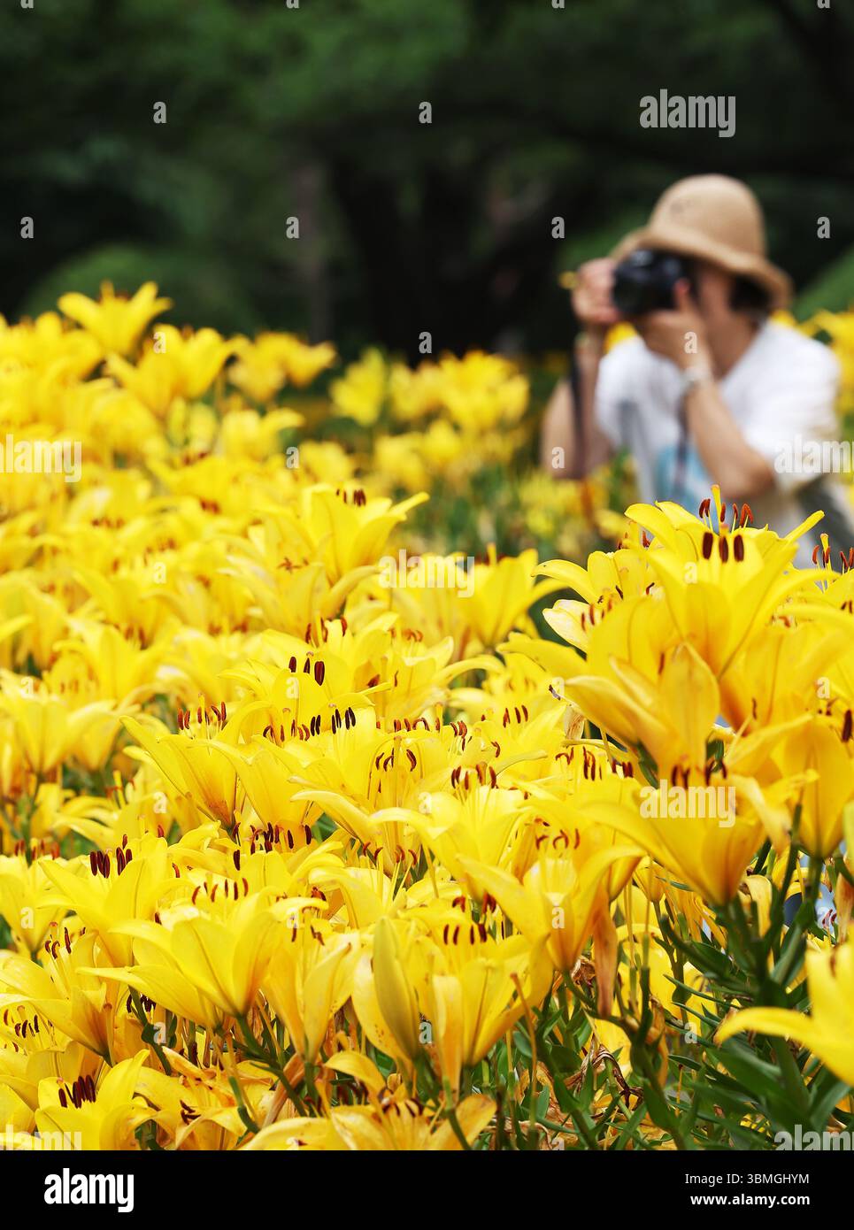 Lilies at nature park Lilies are in full bloom at a nature learning ...