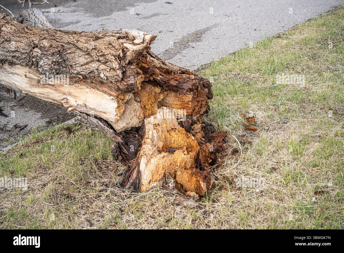Tree blown over during storm in a car park Stock Photo - Alamy