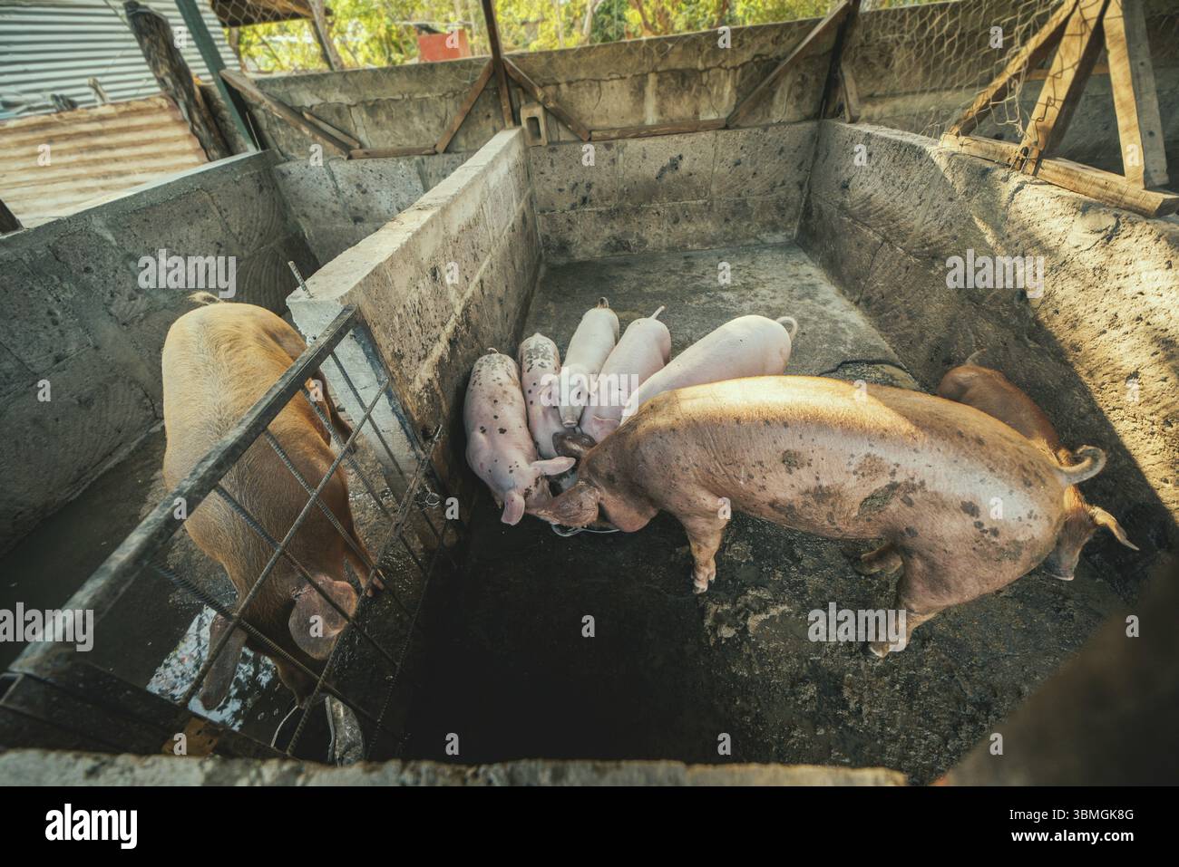 Beautiful fat pigs in a home farm Stock Photo - Alamy
