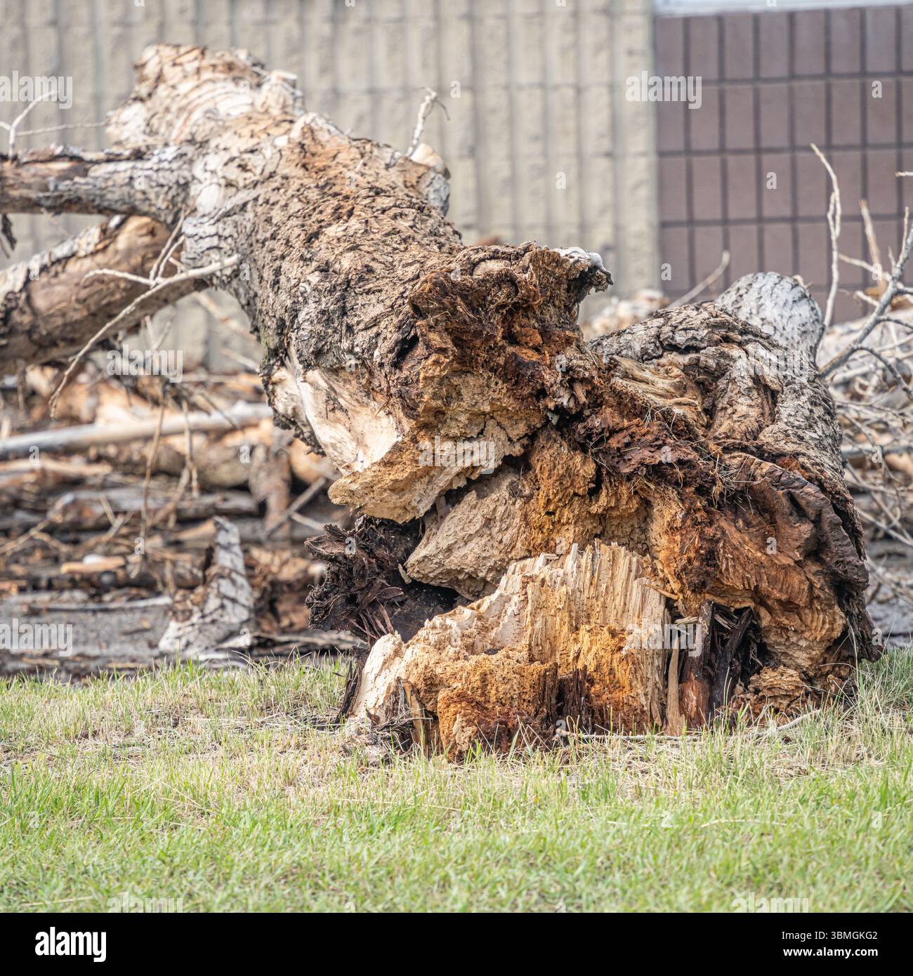 Tree blown over during storm in a car park Stock Photo - Alamy