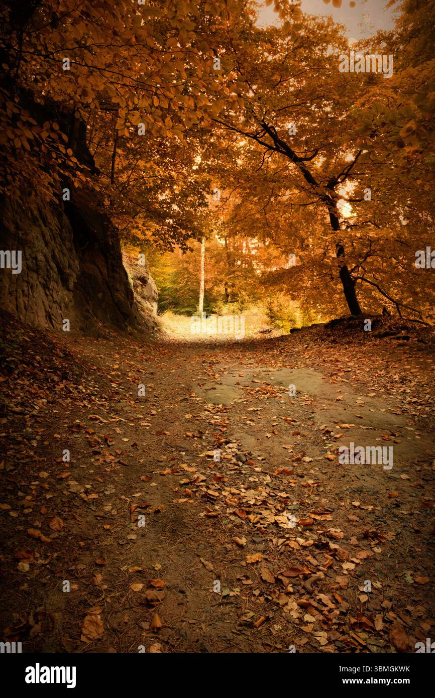 Forest trail is winding through autumn leaves in flat design, featuring ...